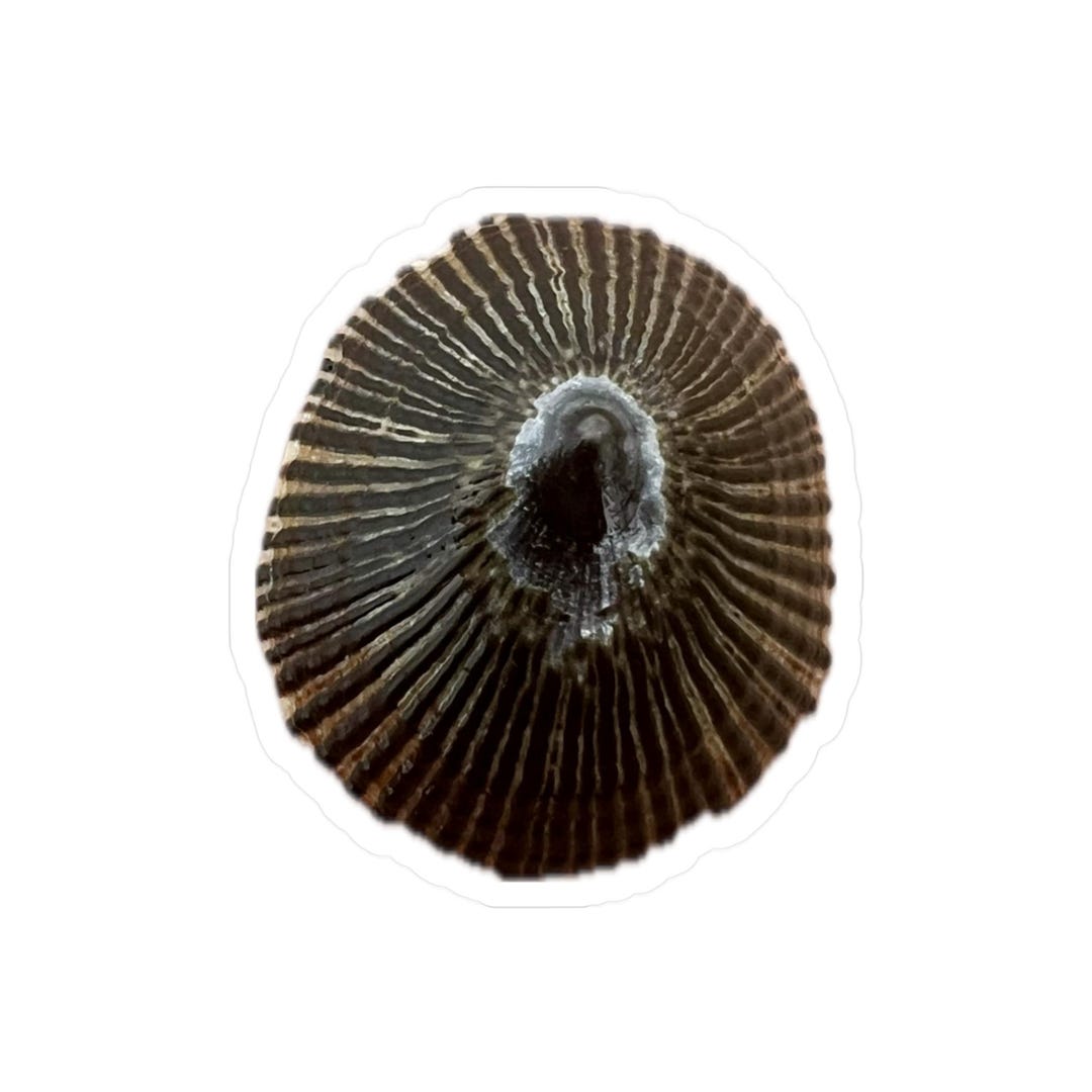 Opihi Shell Kiss-cut Vinyl Decals - Etsy