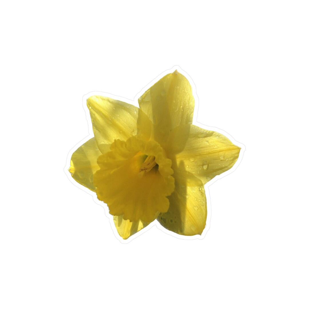 Yellow Daffodil Kiss-cut Vinyl Decals - Etsy