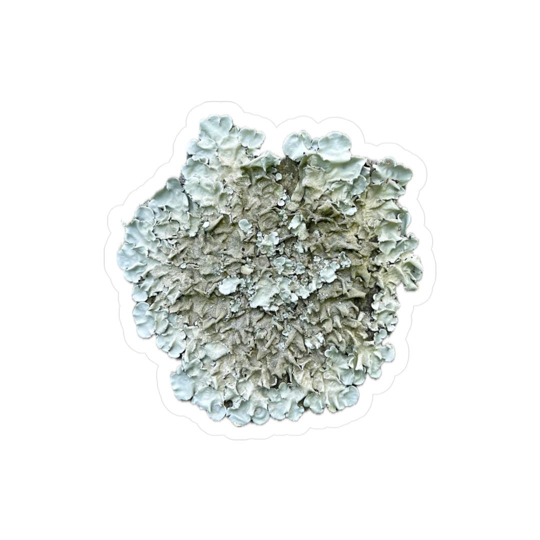 Lichen Kiss-cut Vinyl Decals - Etsy