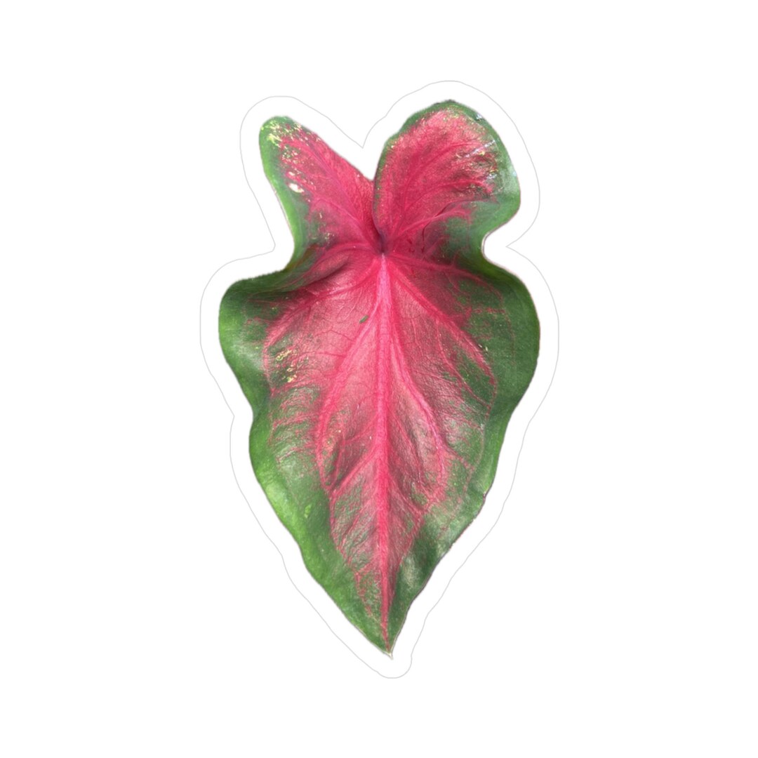 Caladium Leaf Kiss-cut Vinyl Decals - Etsy