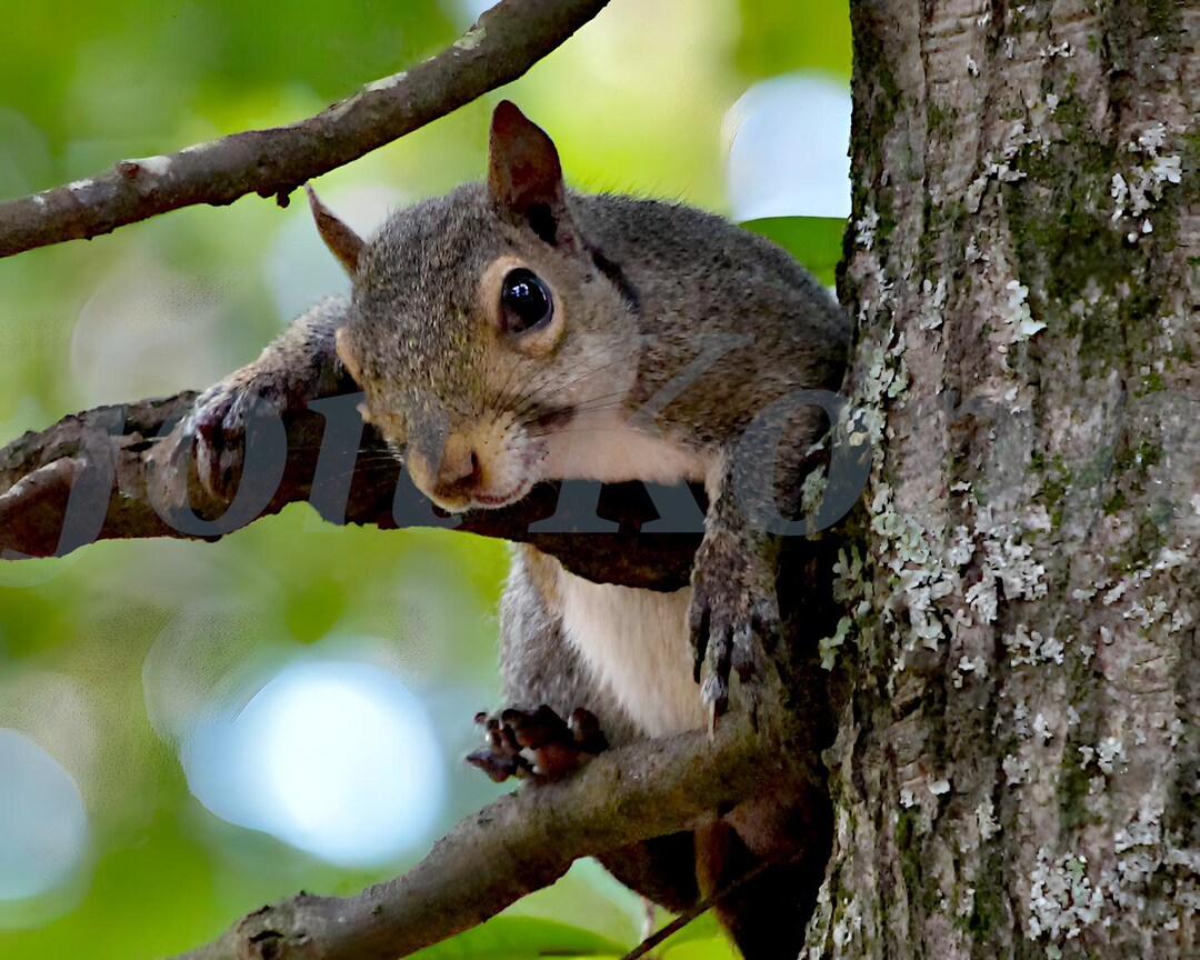 Squirrel Hanging on Tree - Etsy