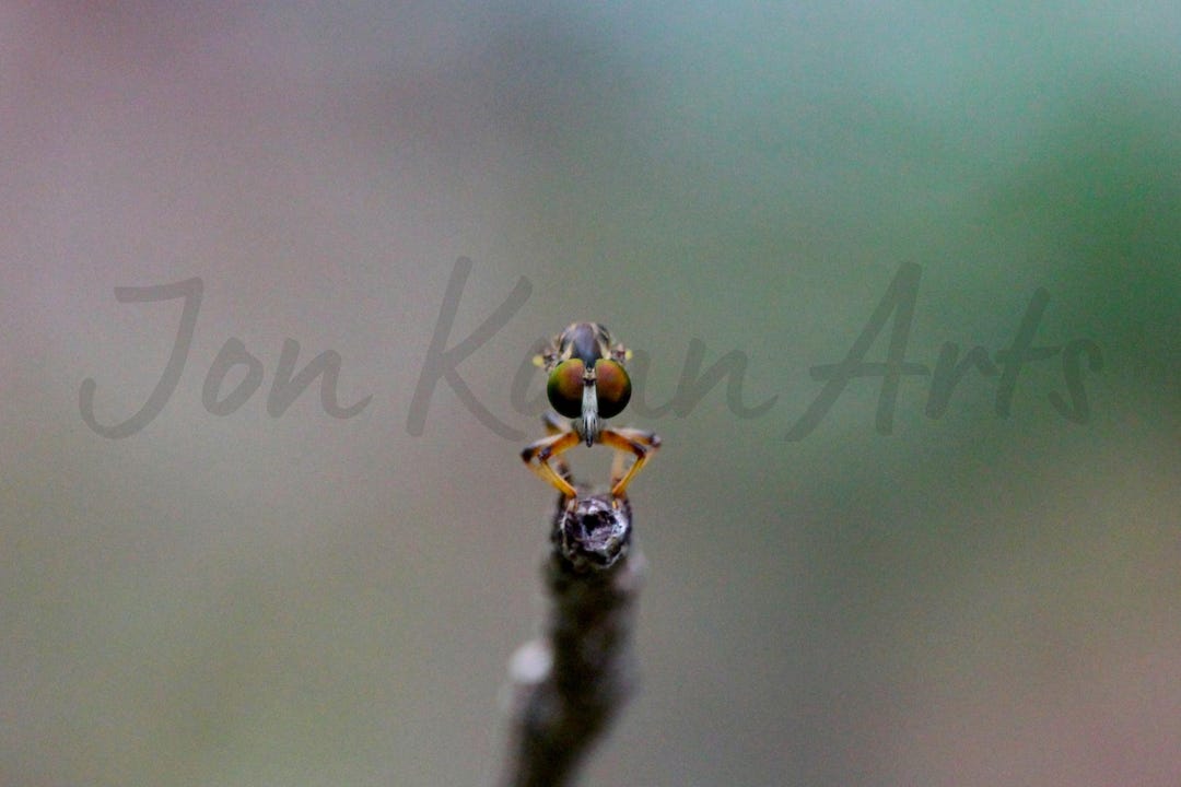 Baby Robber Fly (printable 4:6 JPG) - Etsy