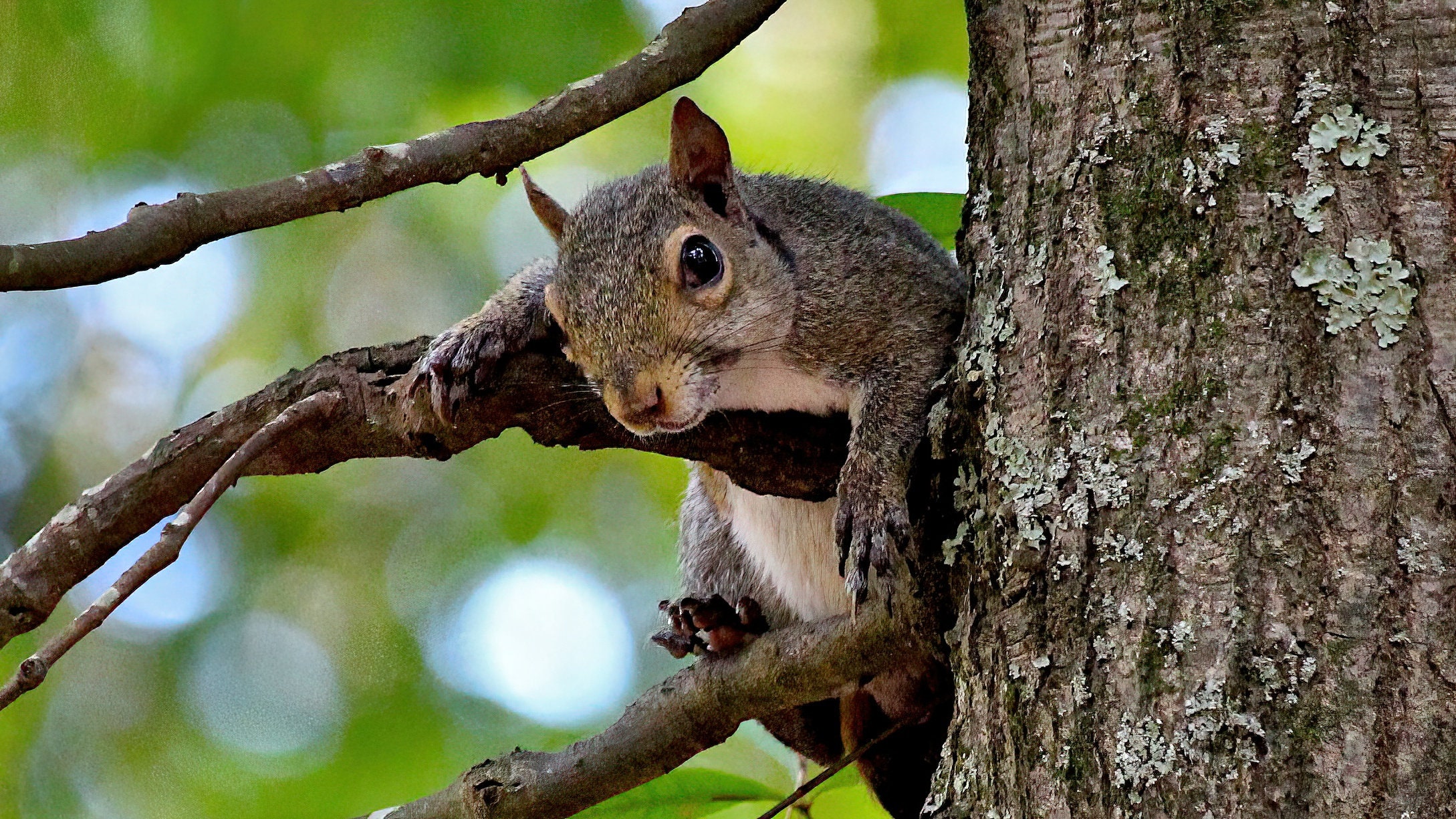 Squirrel Hanging on Tree - Etsy