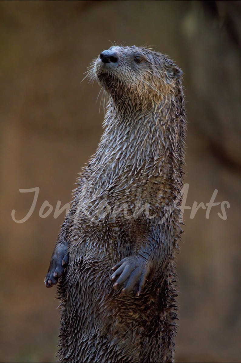 Printable Photograph of an Otter (printable 4:6 JPG) - Etsy