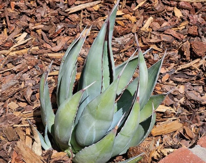Agave Chrysoglossa Hybrid - Live Plant, Rooted Offset - Etsy