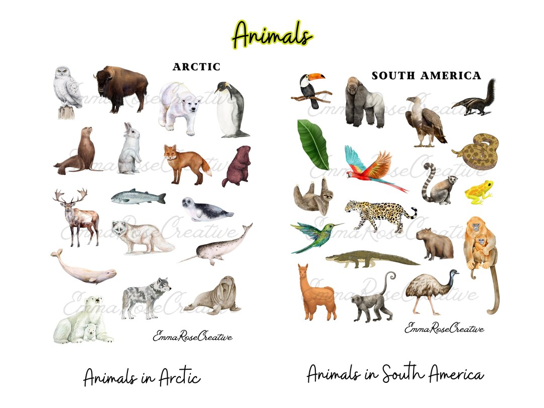 Animal Sheet Stickers - World, Arctic, Snowy, Cold, South America ...
