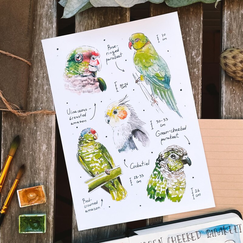 Parrot Poster - Etsy