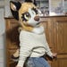 Blond Corgi Dog Fursuit Mini Partial: Head and Tail - Etsy