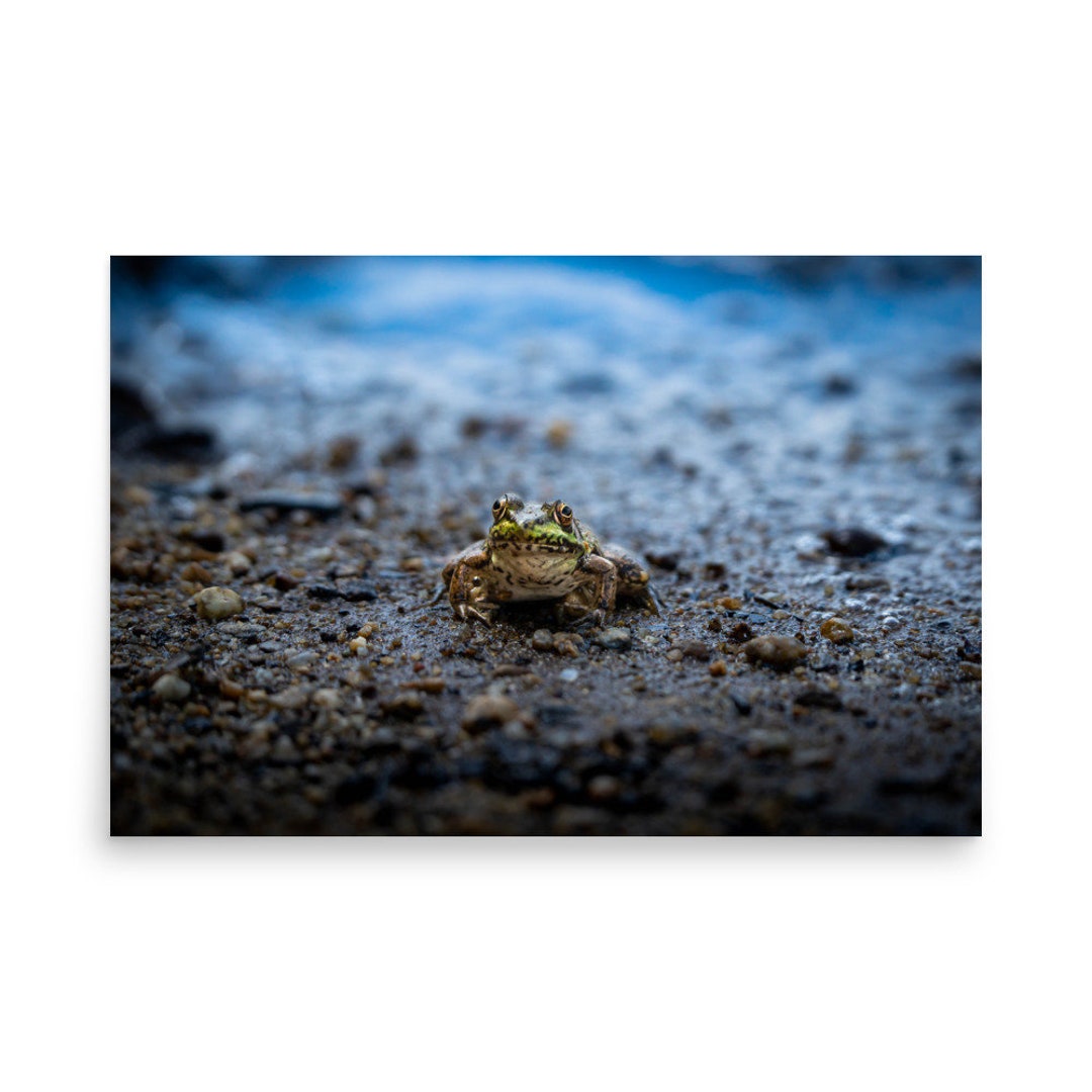 Mr. Toad / Frog Sitting on the Beach, Wall Art Wildlife / Nature ...