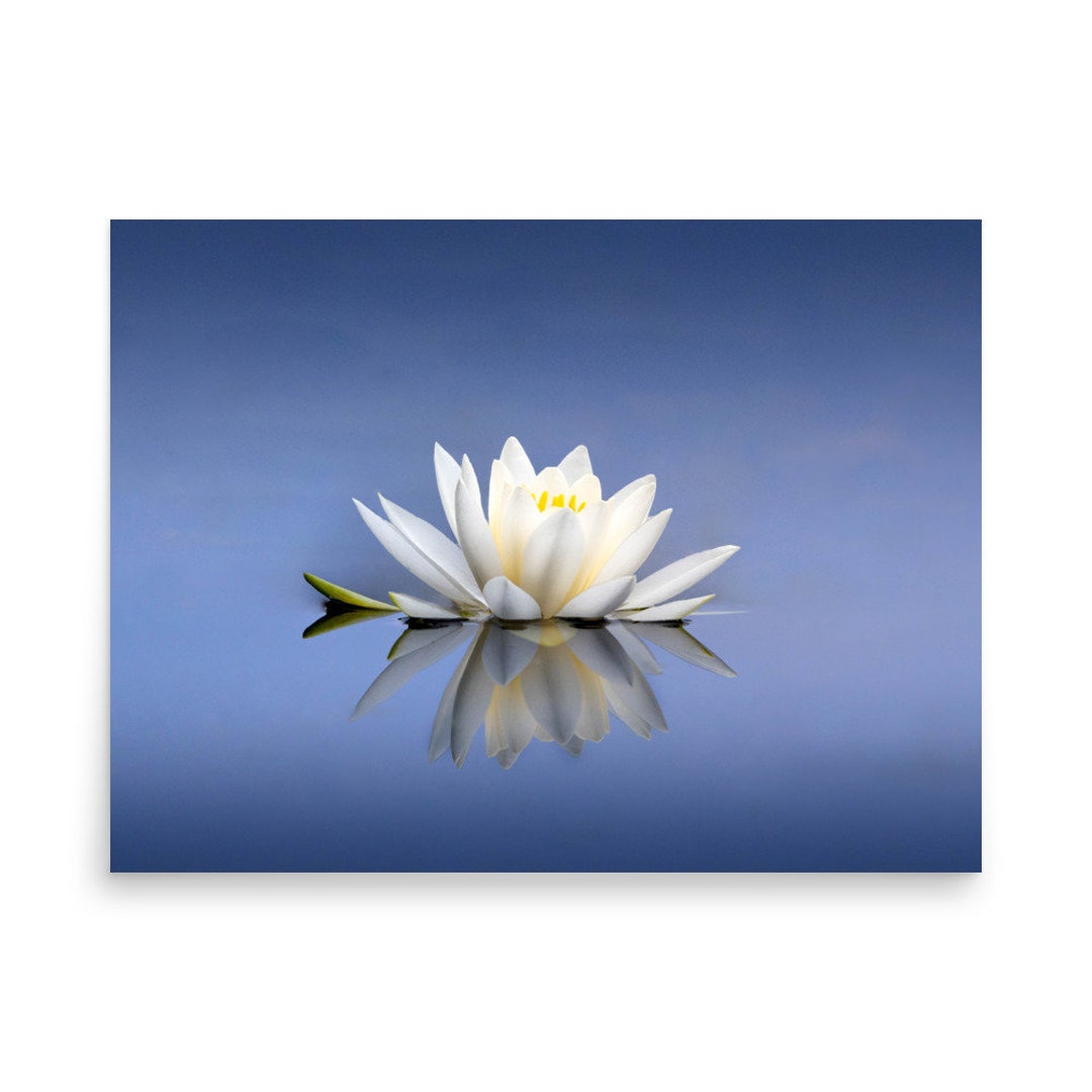 Artistic Lily Flower Photograph, Wall Art and Wall Decor Photography - Etsy
