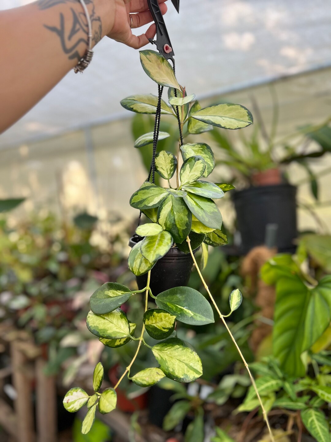 Hoya Australis Lisa Hanging Basket - Etsy