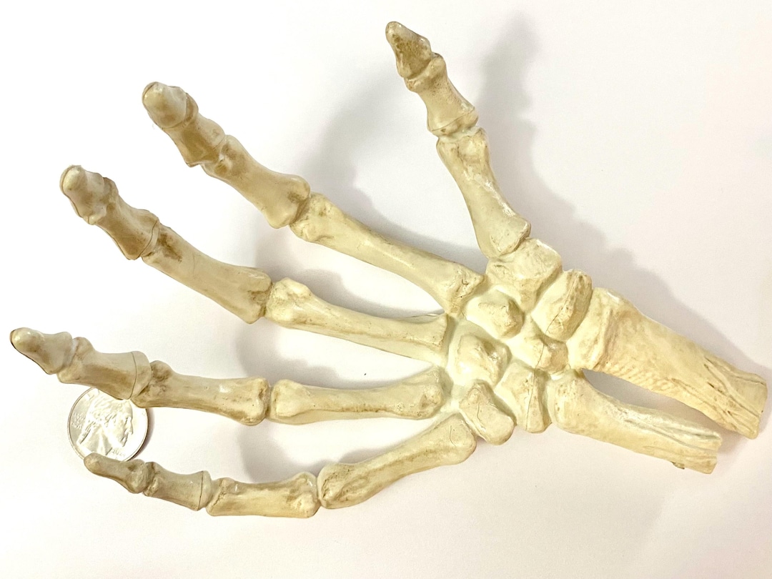 1 Large Skeleton Hand for Halloween Arts and Crafts DIY - Etsy