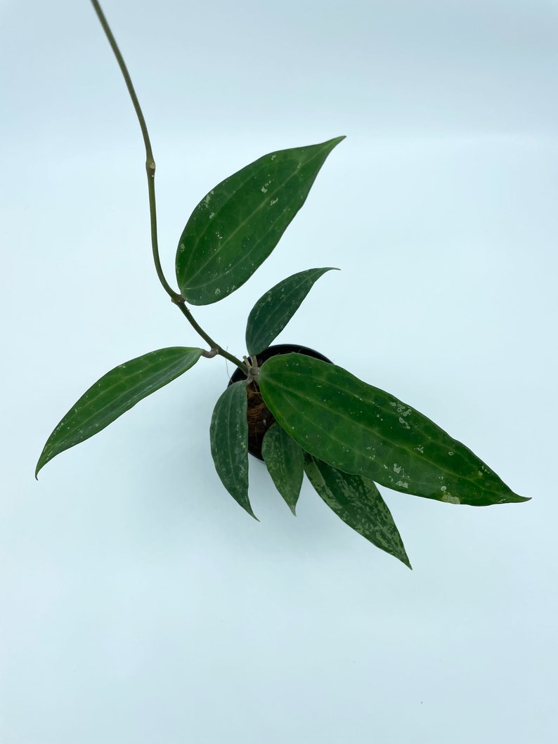 3 Hoya Latifolia Rangsan Splash - Etsy