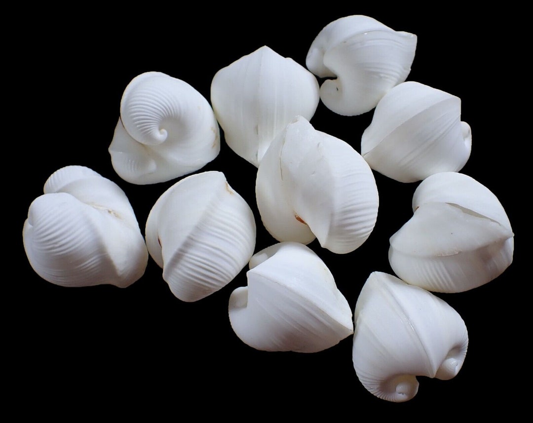 Sea Shells Glossus Moltkiana 34-38mm 10pcs - Etsy