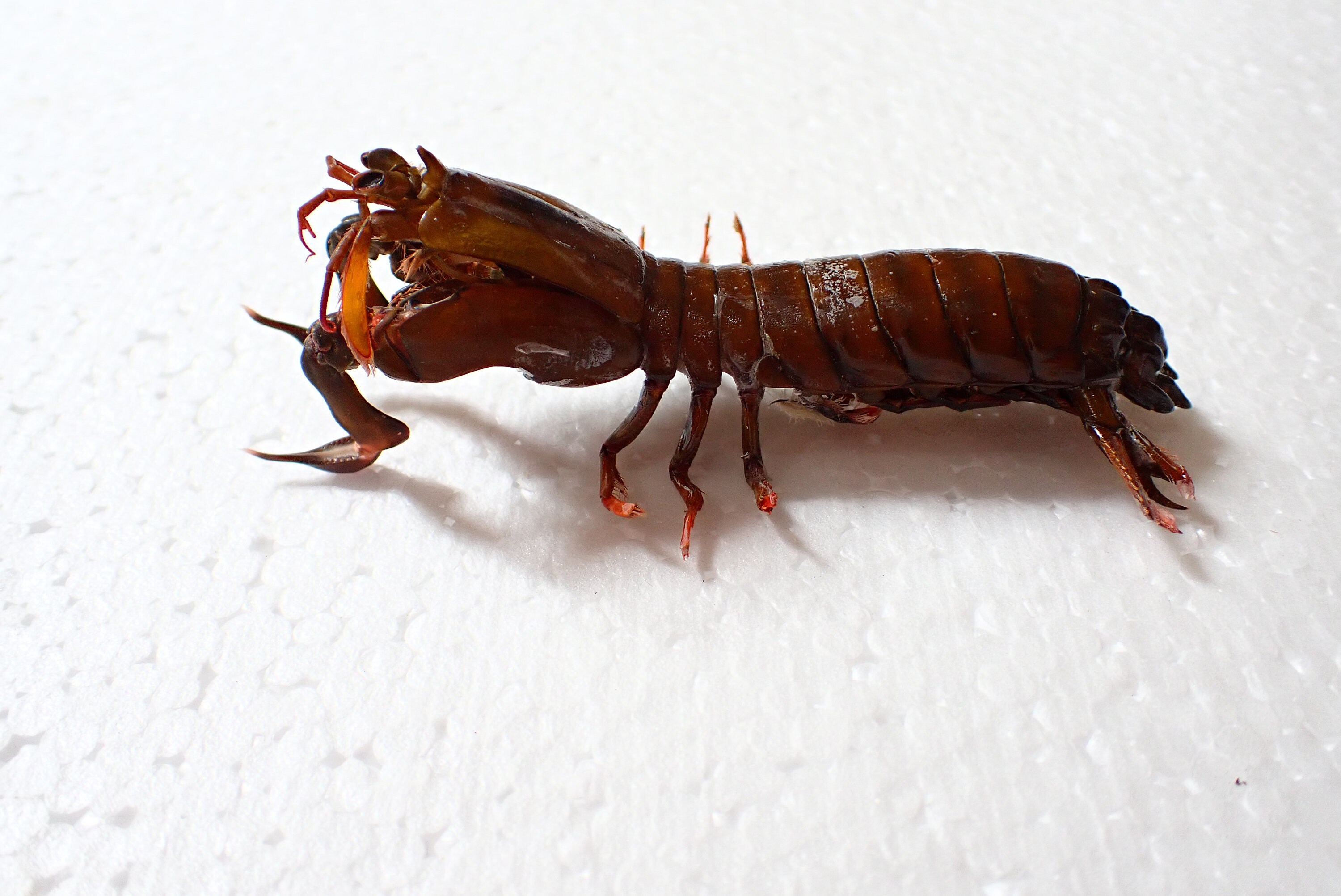 0005 Marine Life Taxidermy Sea Mantis Shrimp boxer Type 101mm Perfect ...