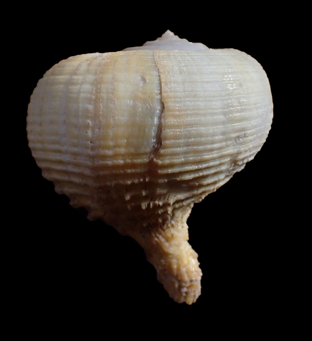 Sea Shell - Rapa Rapa 75mm - BIG SIZE !!! - Etsy