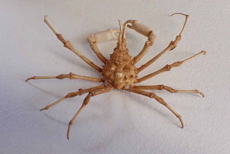 Crab Taxidermy - Spider Crab 12.5 X 9 Iches - Etsy