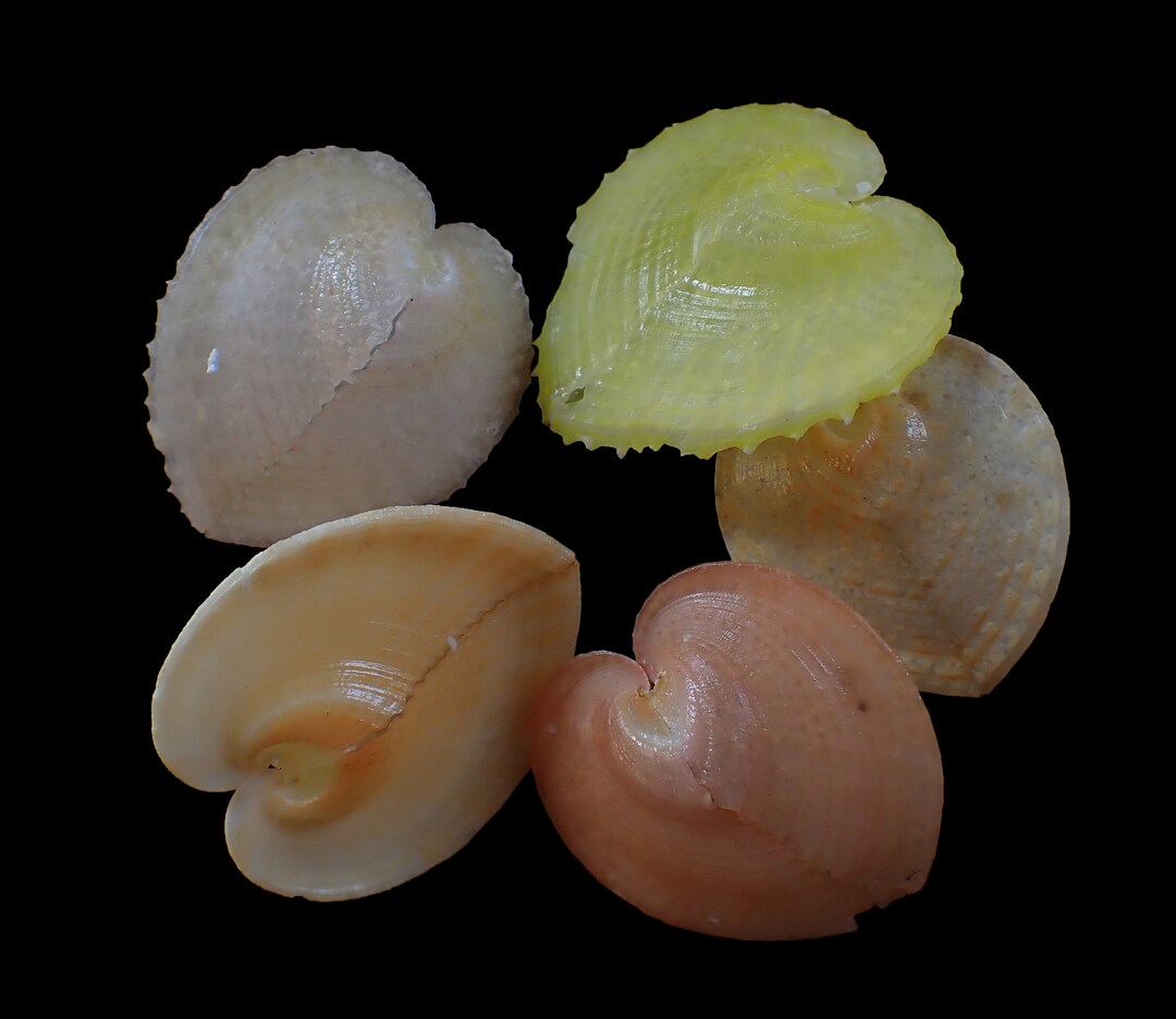 Sea Shell - Corculum Cardissa 40-45mm 5pcs - Etsy