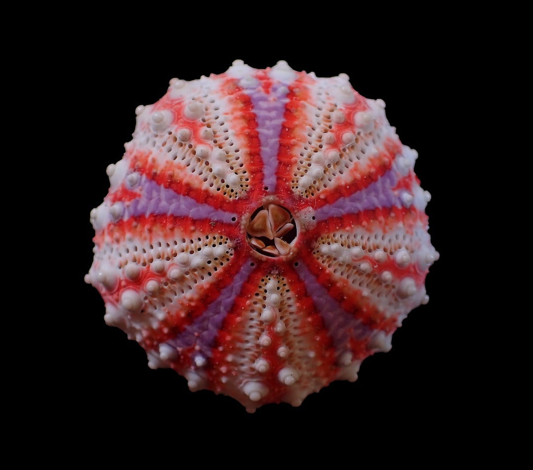 Sea Urchin- Coelopleurus Maculatus- 41mm - Etsy
