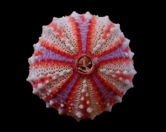 Coelopleurus Maculatus Sea Urchin Approx. 33mm. 1-1/4 F 1 Urchin - Etsy