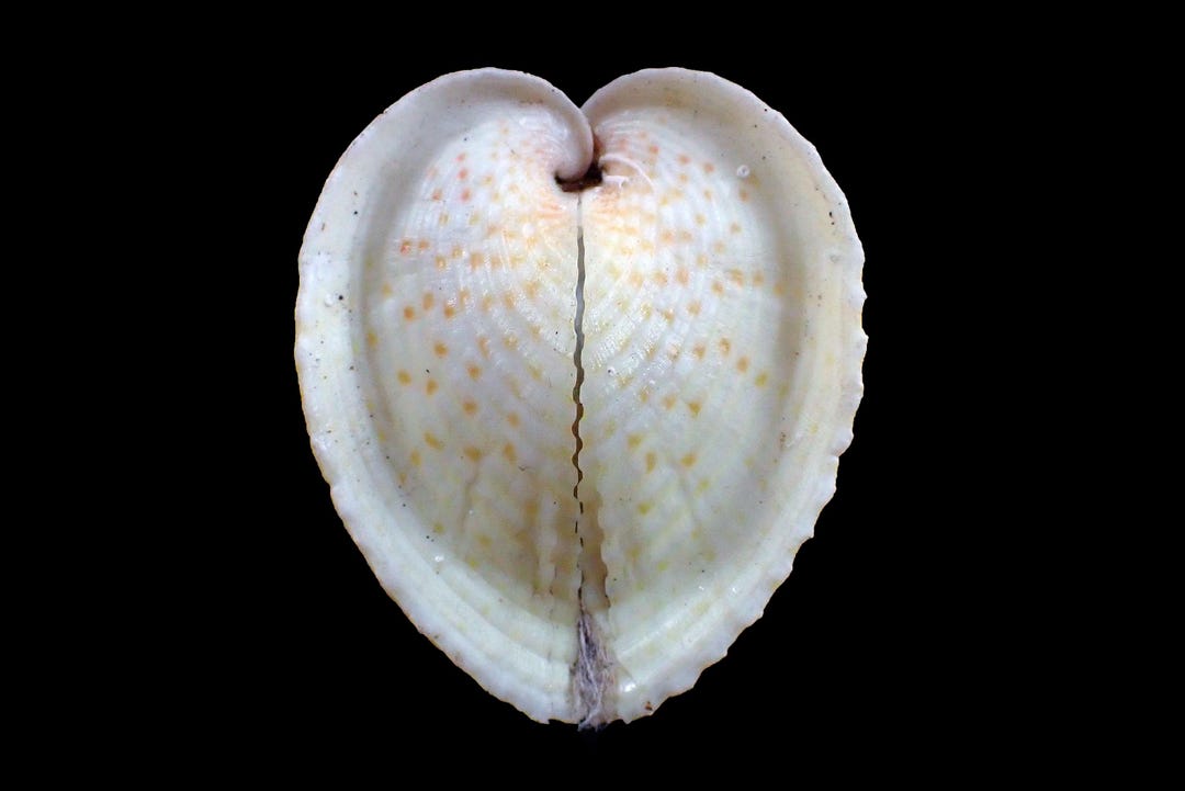 Marine Life- Corculum Cardissa A.k.a. "heart Shell" 52mm - Etsy