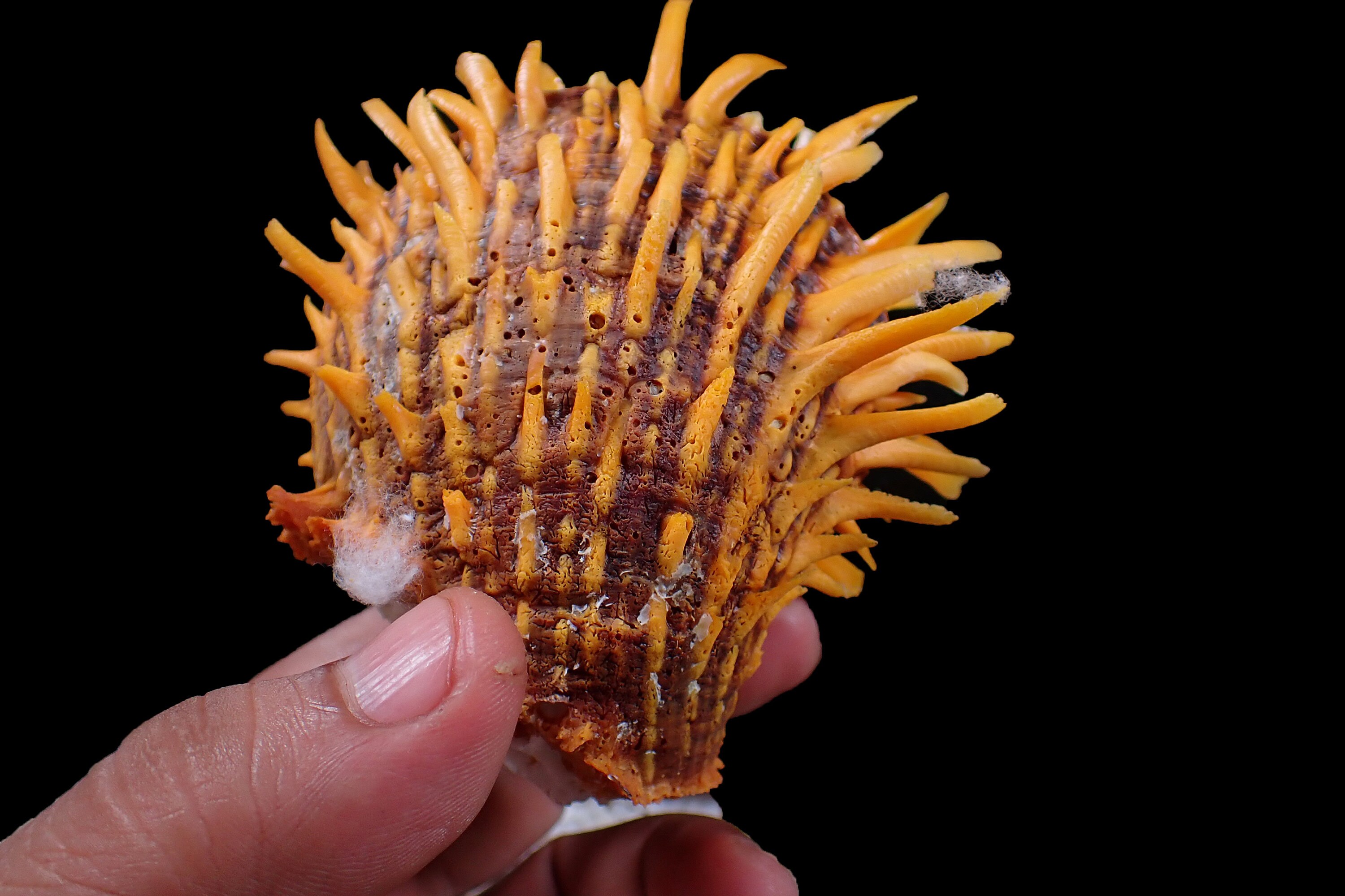 Sea Shells Spondylus Butleri-106mm-beautiful SPINES - Etsy