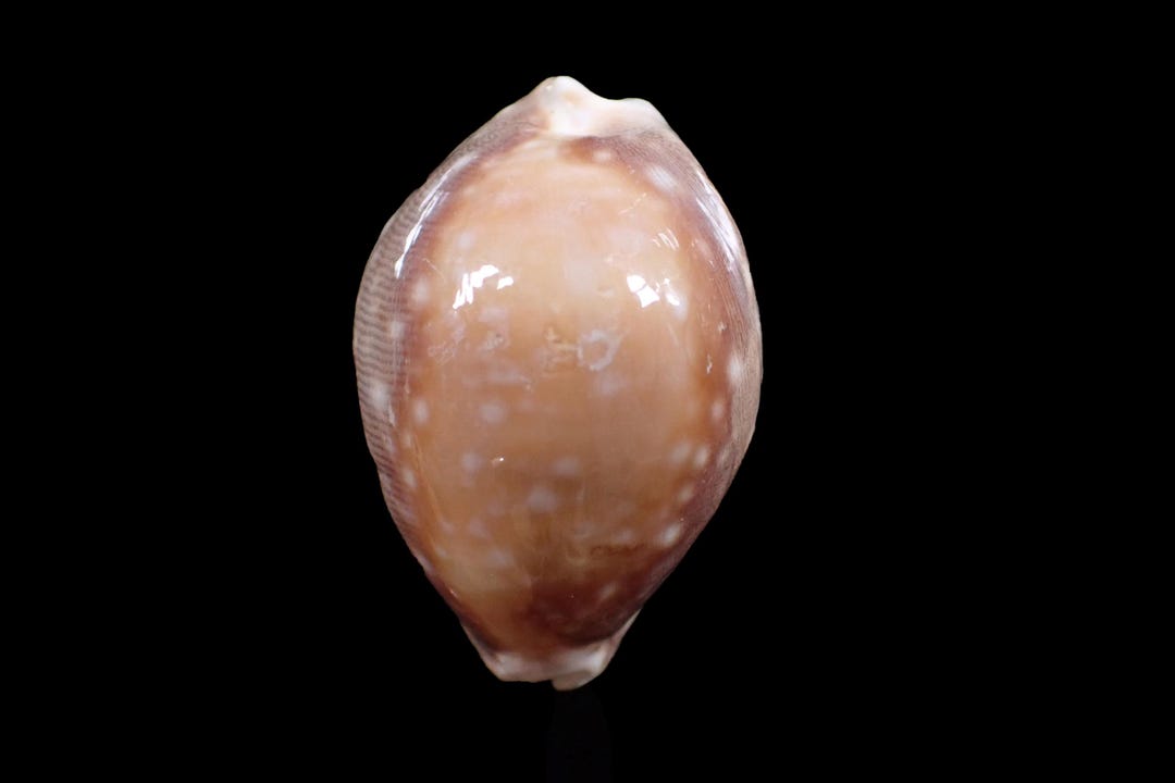 Sea Shell- Cyprea Vitellus - 52mm - NICE COLOR!! - Etsy