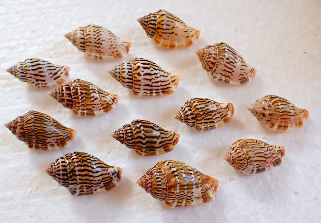 Sea Shell - Strombus Mutabilis F. Zebriolatus 25-29mm - Selected Set - Etsy