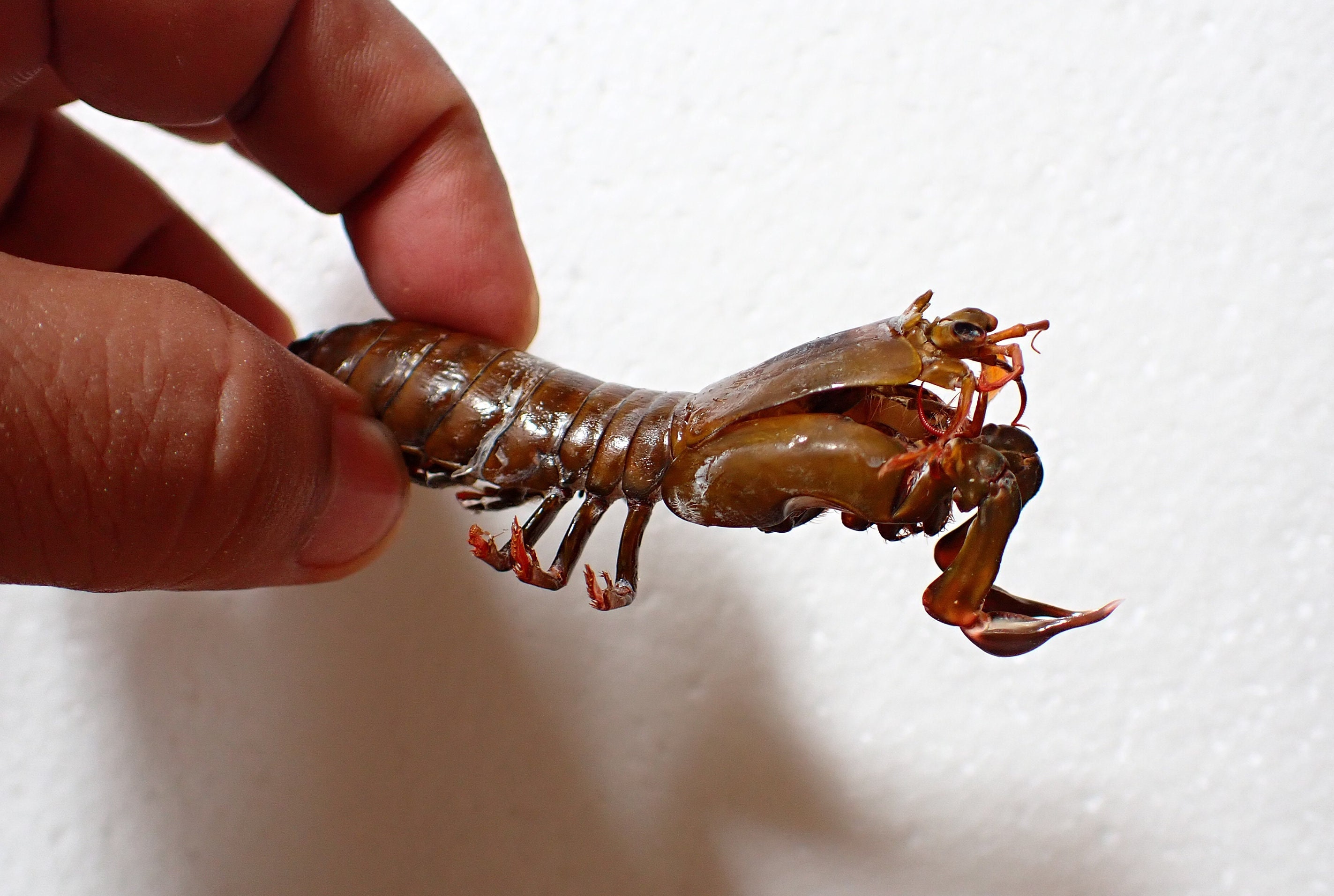 0005 Marine Life Taxidermy Sea Mantis Shrimp boxer Type 101mm Perfect ...