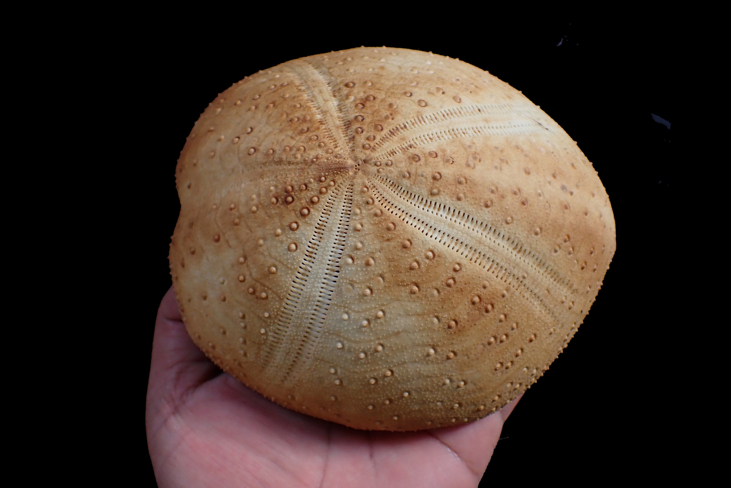 Prehistoric Echinoderms