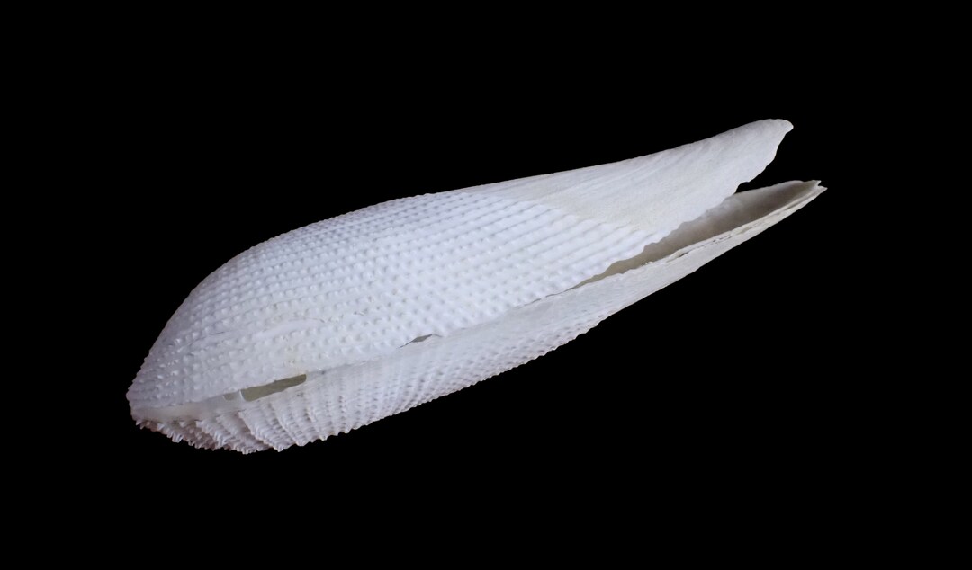 Sea Shells Pholas Orientalis 140mm - Etsy