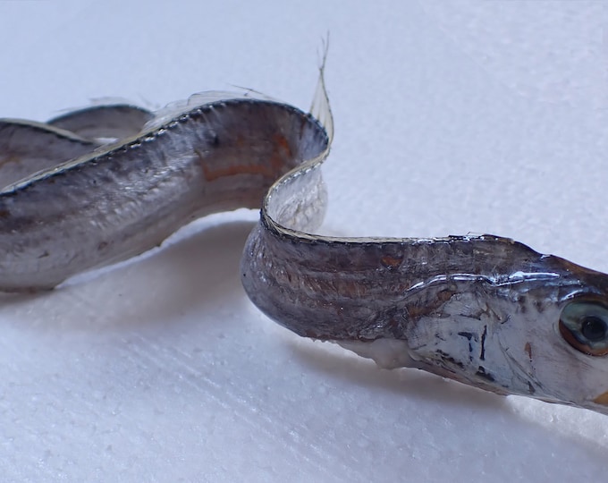 Marine Life Fish Taxidermy - Trichiurus Lepturus 260 - Etsy