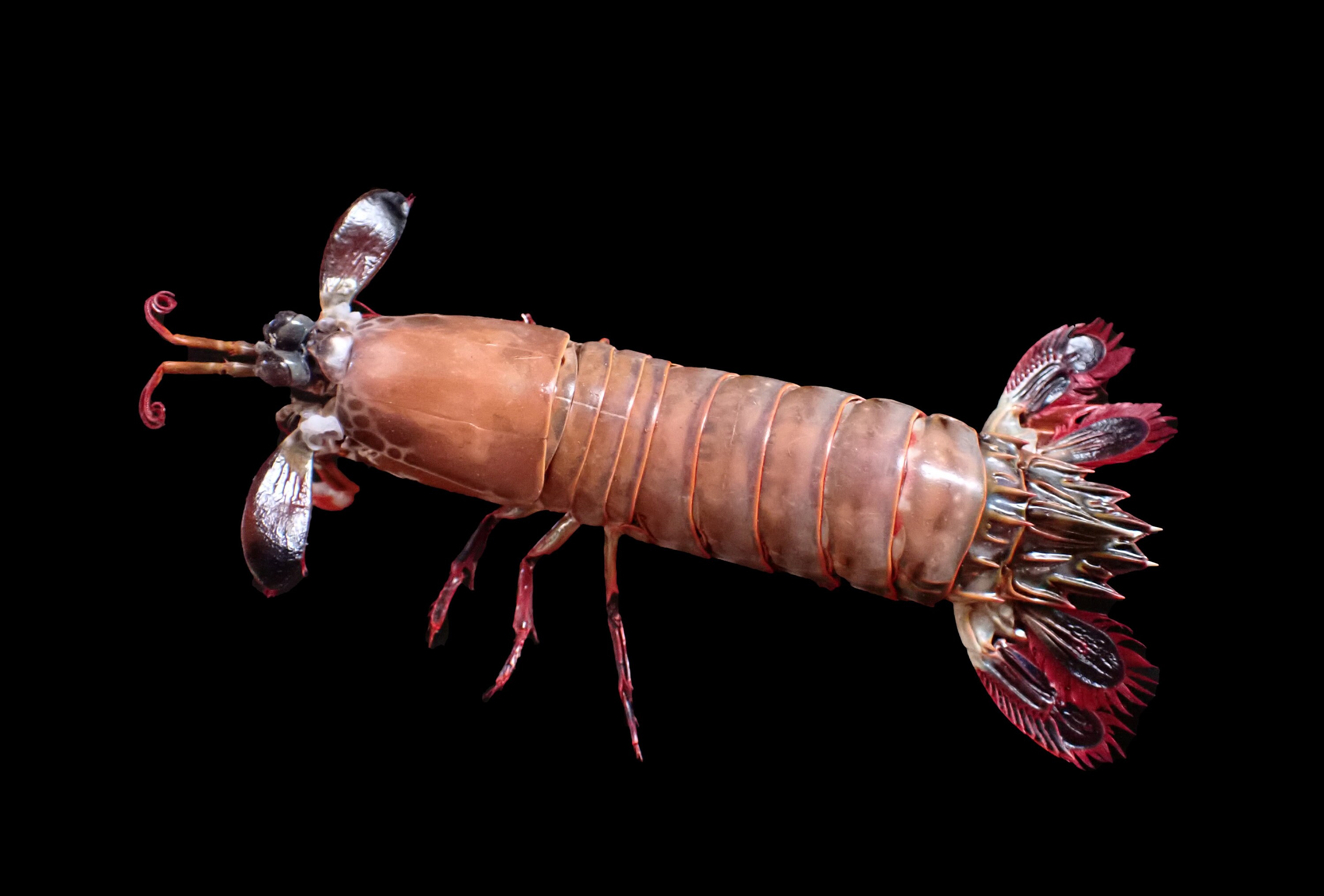 Shrimp Removal Trap Ultralife X-Terminator Mantis Shrimp Trap ...