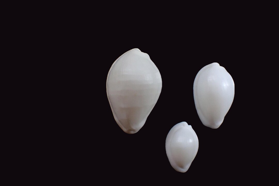 Sea Shell - Diminovula Sinensis - 22mm - NICE COLOR - Etsy