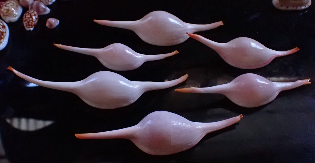 Sea Shells Volva Volva 83x110mm - Etsy