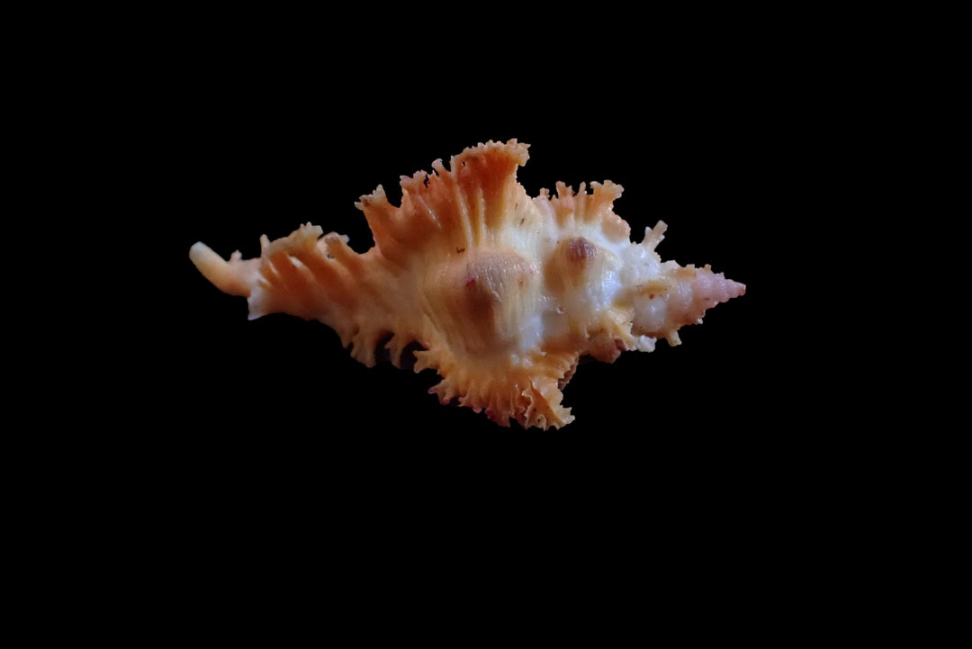 Sea Shell- Chicoreus Banksii F. Crocatus- 64mm - Etsy