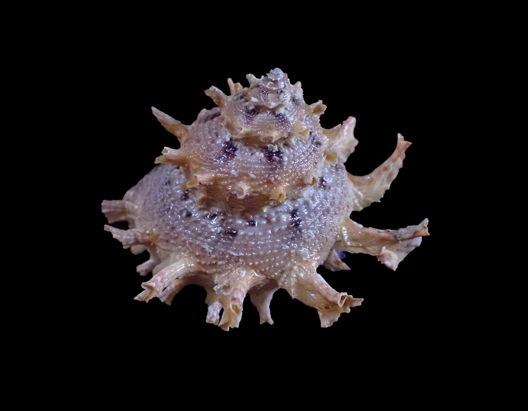 Sea Shells - Bolma Girgyllus- 72mm - Etsy