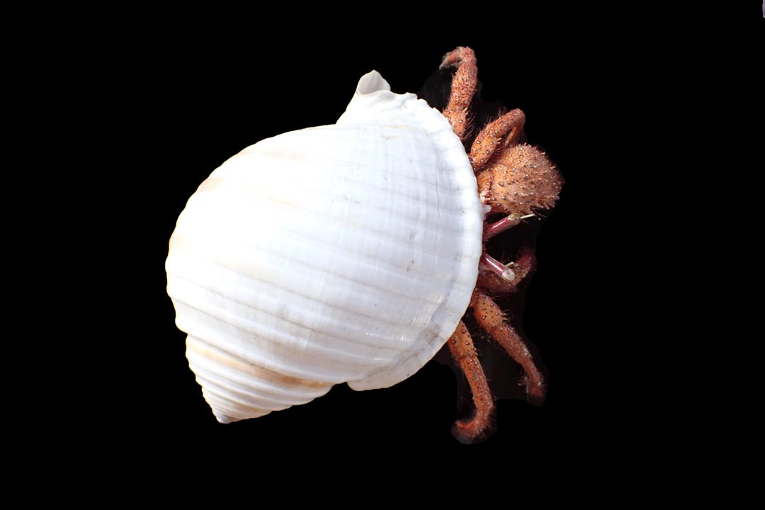 Seashells -shell Crab- 170mm - Etsy