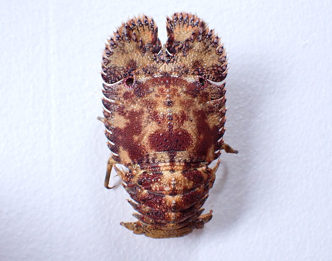 Marine Life - Slipper Lobster or Sculptured Mitten Lobster (parribacus ...