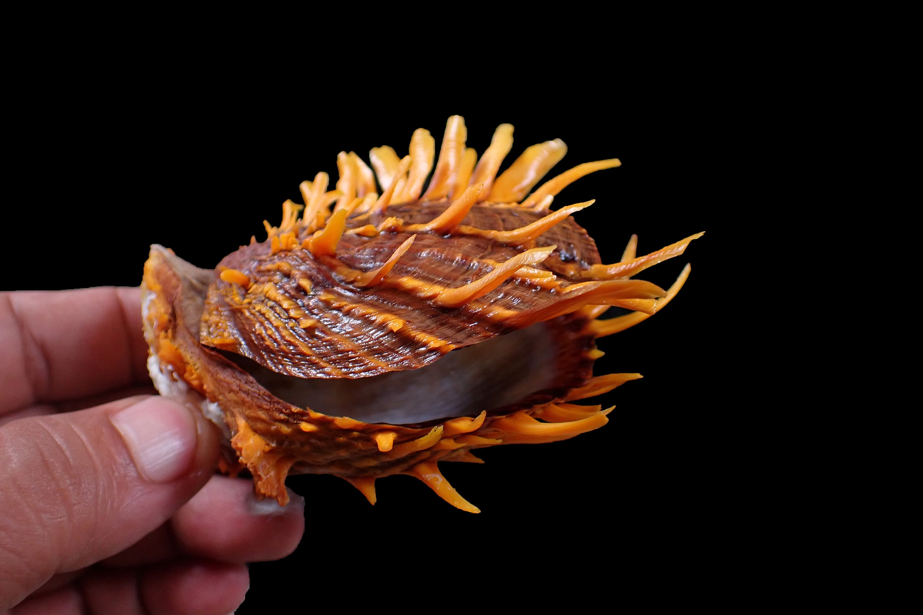 Sea Shells Spondylus Butleri-106mm-beautiful SPINES - Etsy