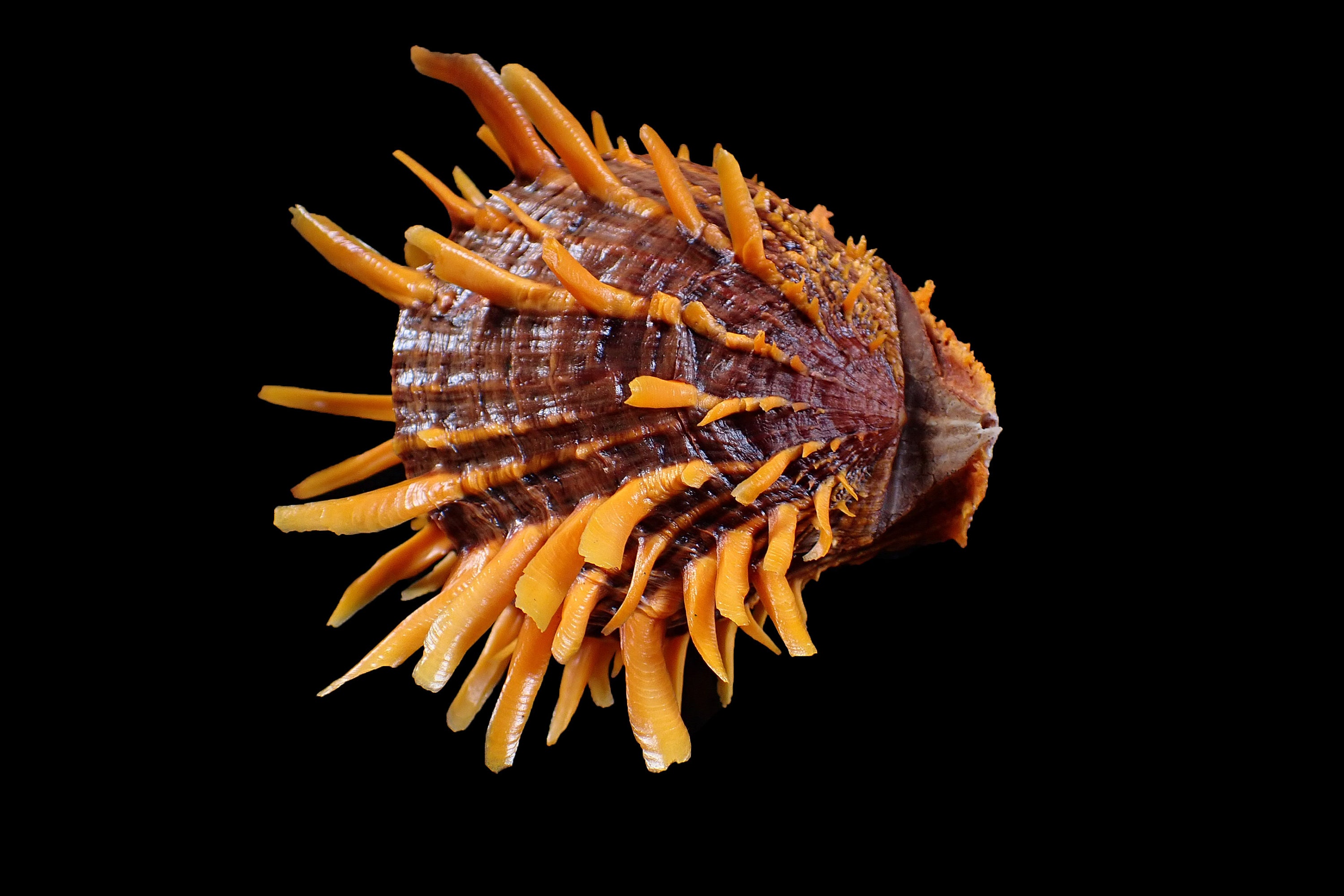 Sea Shells Spondylus Butleri-106mm-beautiful SPINES - Etsy