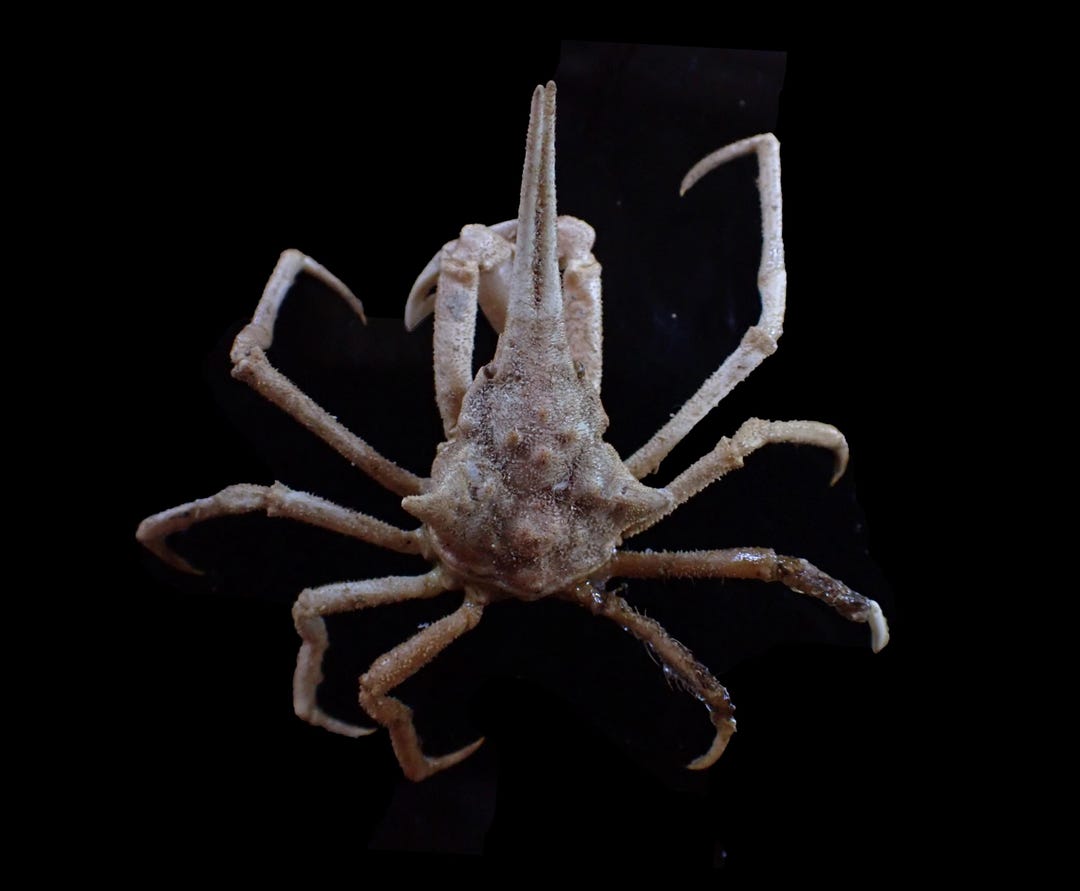 Sea Shells Crab Taxidermy 54mm FROM DEEP WATER - Etsy