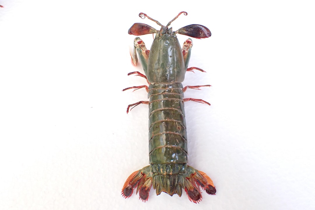 Crustacean Mantis Shrimp 17-cm Big Size - Etsy