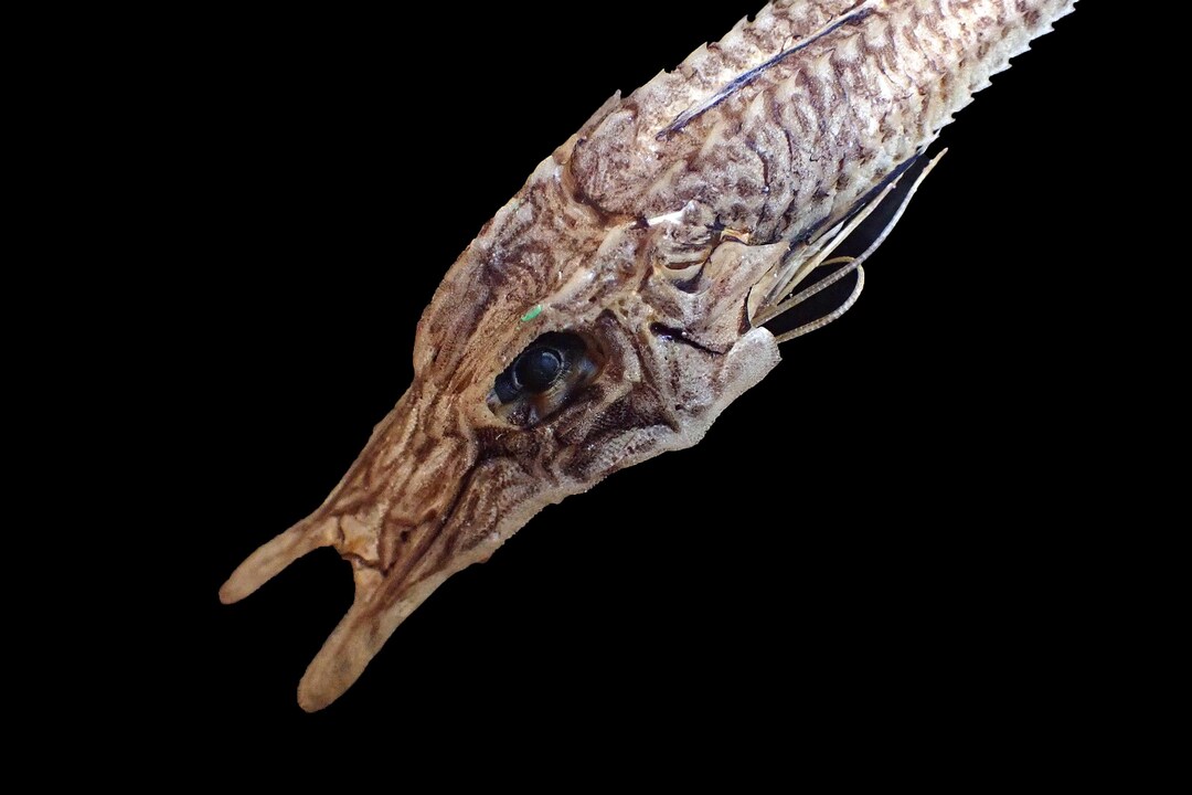 Marine Life - Peristedion Liorhynchus "armored Gurnard" 168mm ...