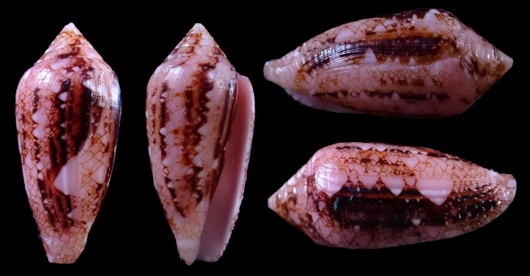 Sea Shell- Conus Legatus- 34mm - Etsy