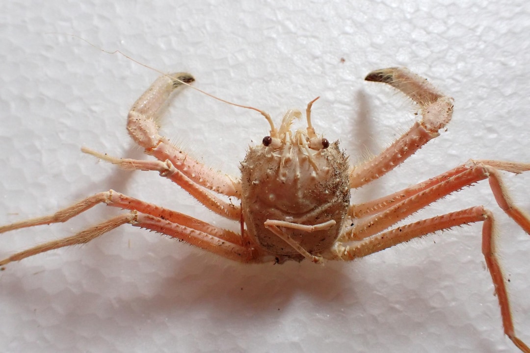 Marine Life -crab Taxidermy (moloha Majora )-14x6-cm - Etsy