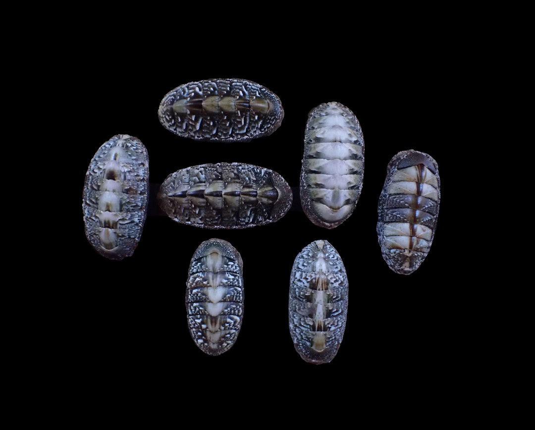 Marine Life Chiton 43-51mm 7pcs. - Etsy