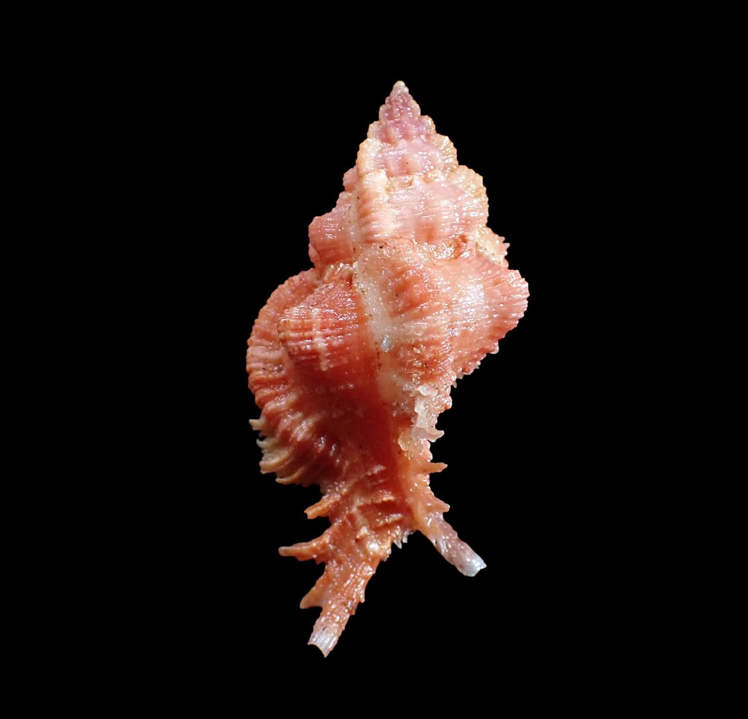 Sea Shell - Chicomurex Gloriosus - 55mm - Etsy