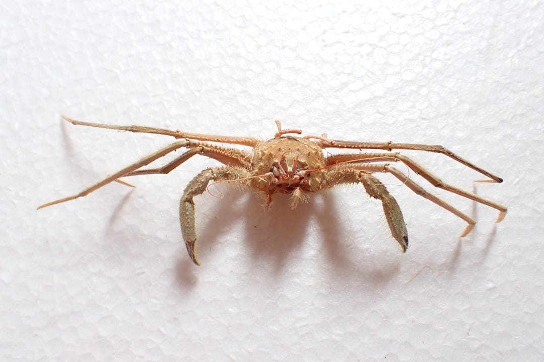 Marine Life -crab Taxidermy (moloha Majora )-14x5-cm - Etsy