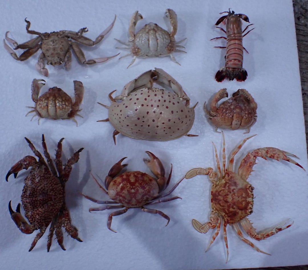 Marine Life -ocrab Taxidermy Assorted 7-15 Cm 9-pcs - Etsy